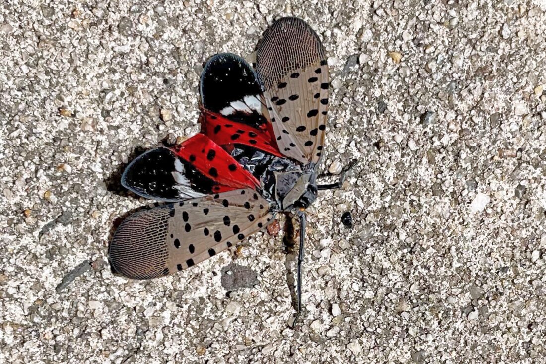 See it? Squish it! Fighting the invasive spotted lanternfly | News ...